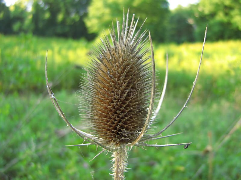 Common Teasle (Dipsacus Fullonum) Stock Image - Image of natural ...