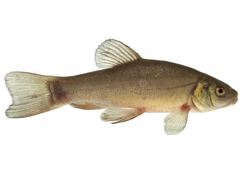 Tinca Tinca, Doctor Fish, the Tench Stock Photo - Image of underwater ...