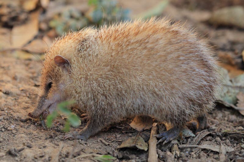 Tenrec stock image. Image of animal, live, creature, brown - 23609089