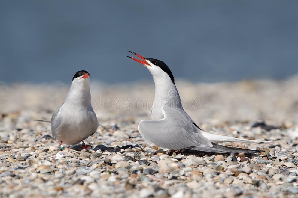 Common tern stock image. Image of animal, migratory, visitor - 25101791