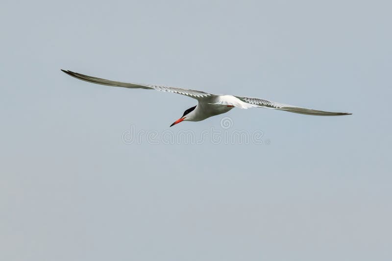 Common Tern in Aerobatic Flight. Stock Photo - Image of flight, beak ...