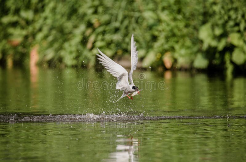 Common Tern Flying Away with a Fish it Has Just Caught from Diving in ...