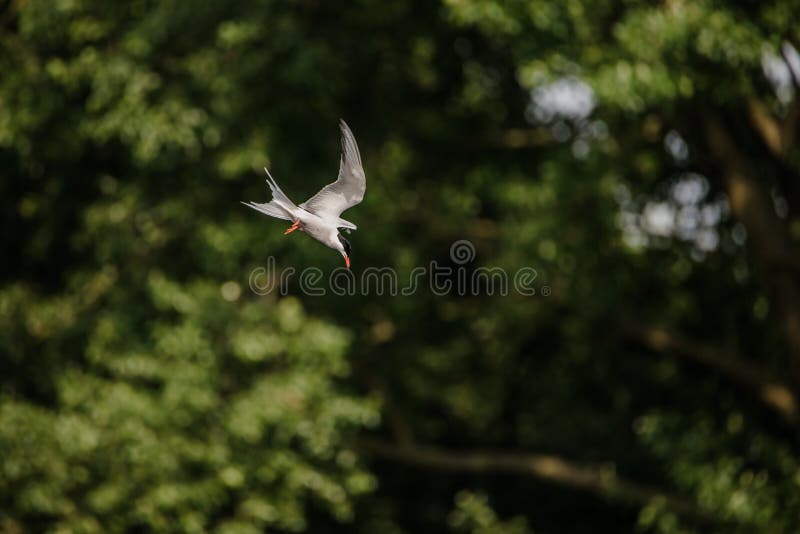 Common Tern Flying and Diving Towards Water To Catch a Fish Stock Photo ...
