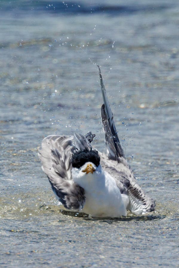 Great Crested Tern in Western Australia Stock Photo - Image of endemic ...