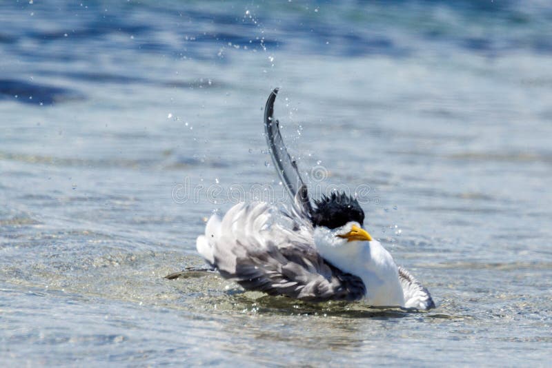 Great Crested Tern in Western Australia Stock Photo - Image of natural ...