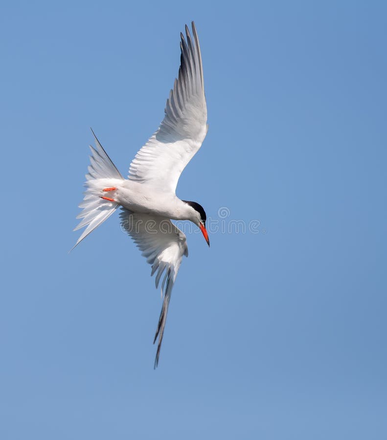 Common Tern Turns and Dives in the Blue Sky Stock Photo - Image of ...