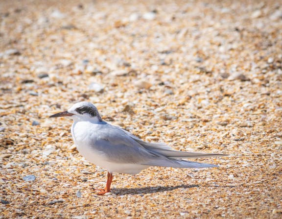 Common tern on beach stock image. Image of beautiful - 212360623