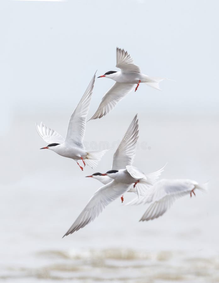 Common tern bird stock image. Image of flying, tern - 149003067