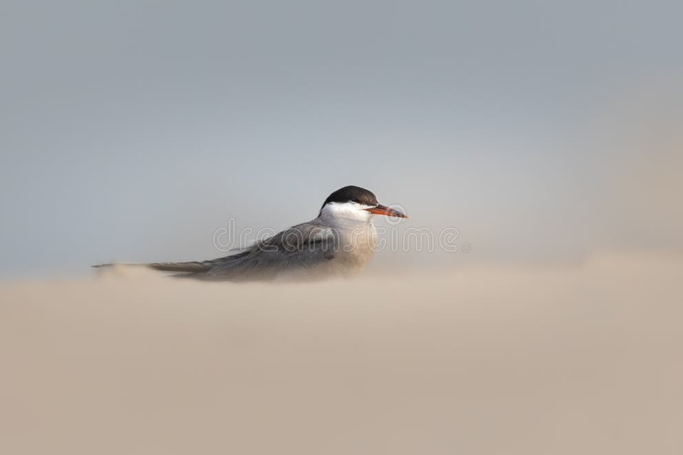 Common Tern with Blurry Foreground Stock Image - Image of wing, seabird ...