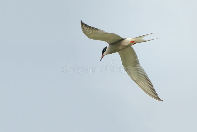 Common tern stock photo. Image of flying, wildlife, tern - 118392294