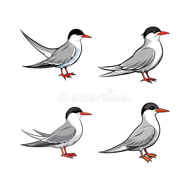 Common Tern Coloring Animal Illustration Stock Illustration ...