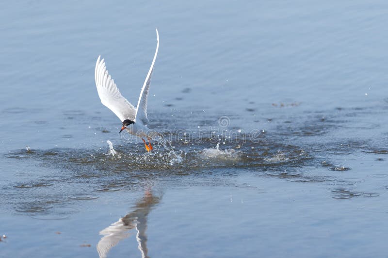 Diving Tern stock photo. Image of shorebird, beak, black - 99078928