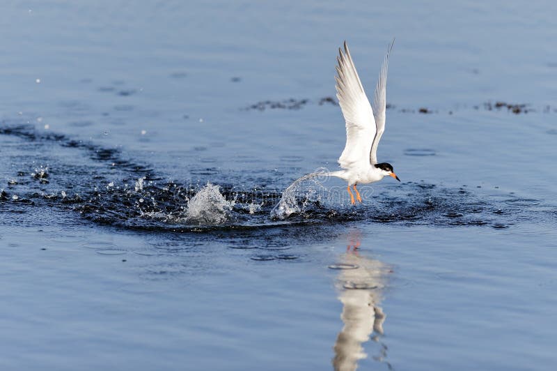 Common Tern, diving stock photo. Image of flying, animals - 26244164