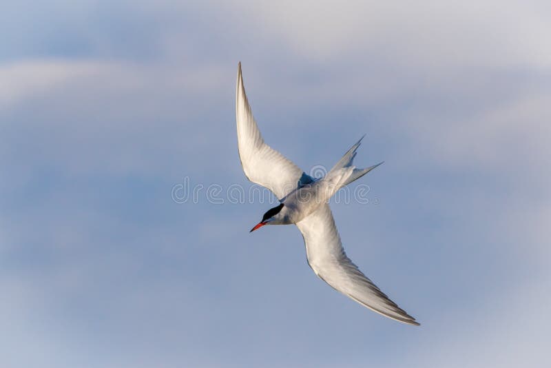 Common Tern Diving for a Fish Stock Photo - Image of nature, hirundo ...