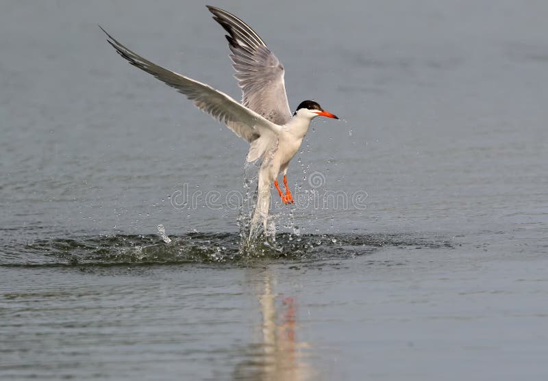 Common Tern Diving in Water Stock Photo - Image of animal, isolated ...