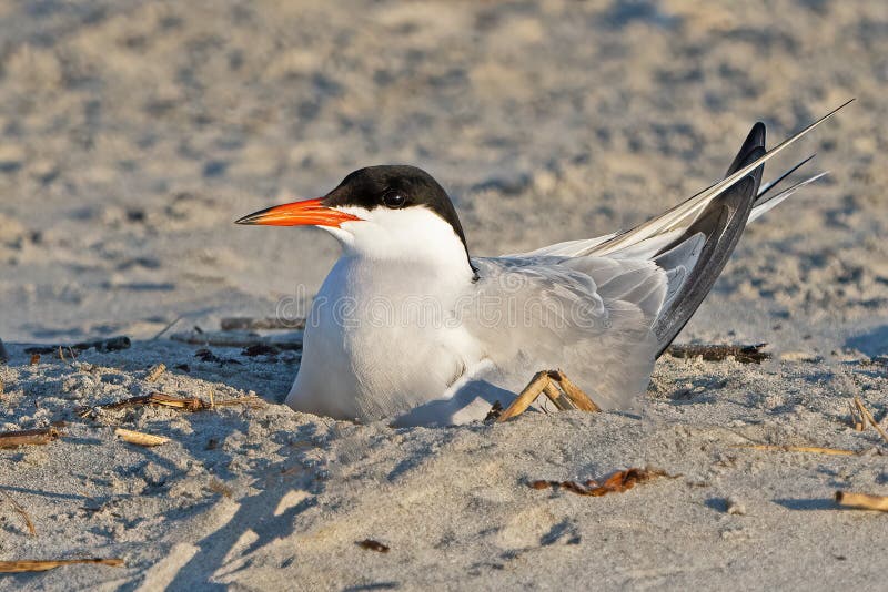 A Common Tern on Eggs in Nest Stock Photo - Image of nature, animal ...