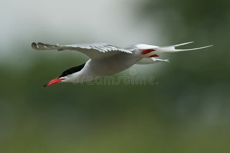 Common Tern in Fast Flight, Closeup Stock Image - Image of fauna ...