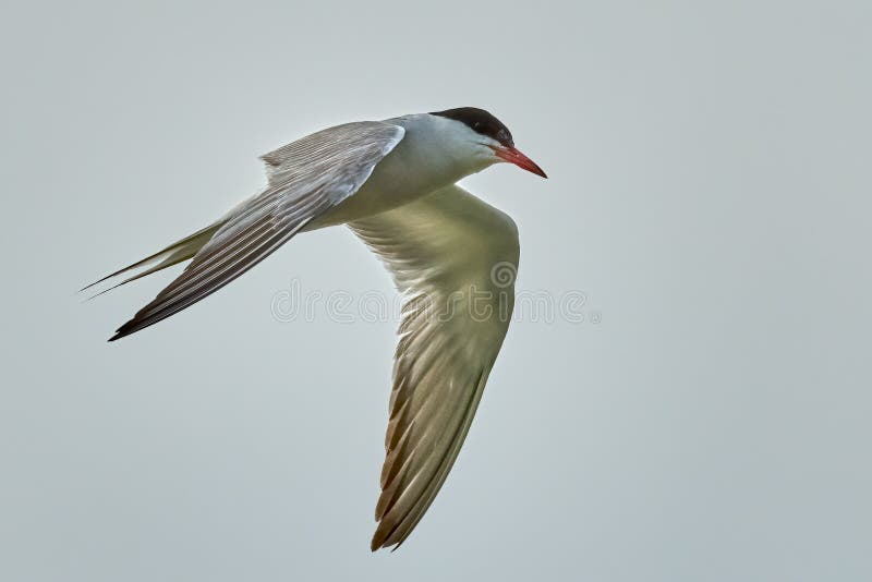 Common Tern Bird Flying in the Blue Sky. Stock Image - Image of birding ...