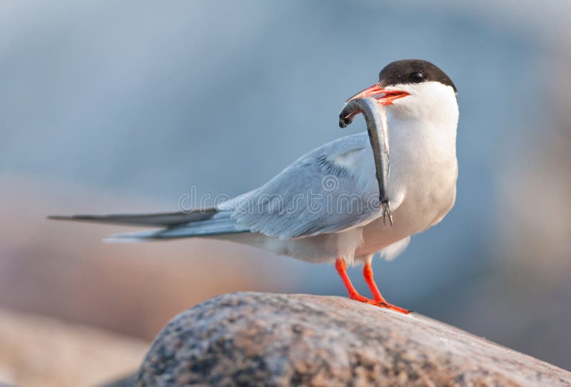Common tern with fish stock photo. Image of fisher, breeding - 80650992