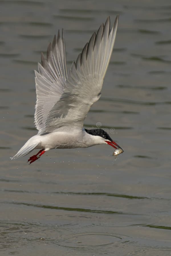 Common Tern with a Fish in Its Beak Over the Water Stock Image - Image ...