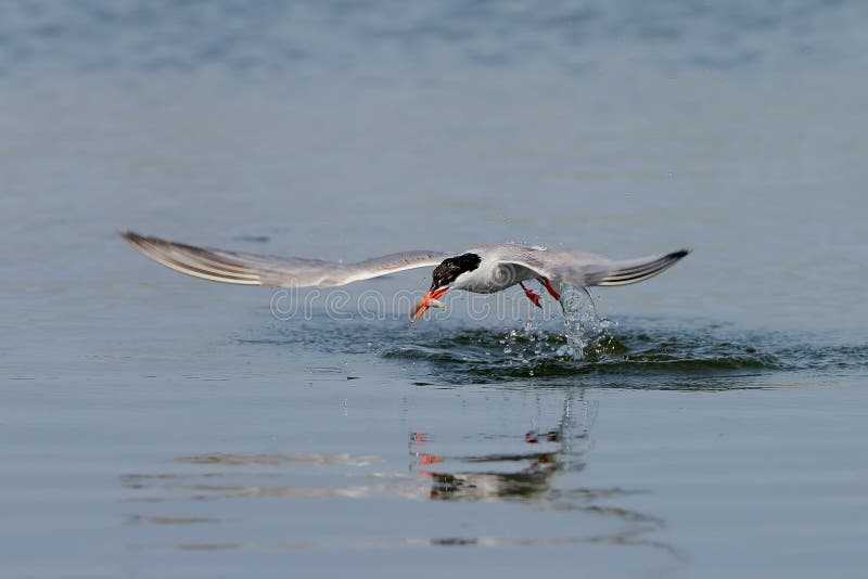 Common tern fishing stock image. Image of birds, common - 102000561