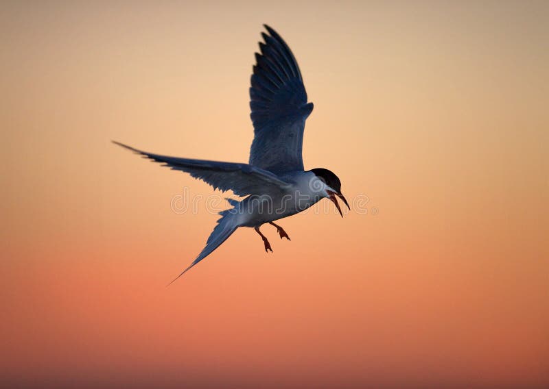 Common Tern in flight stock photo. Image of color, bright - 18470478
