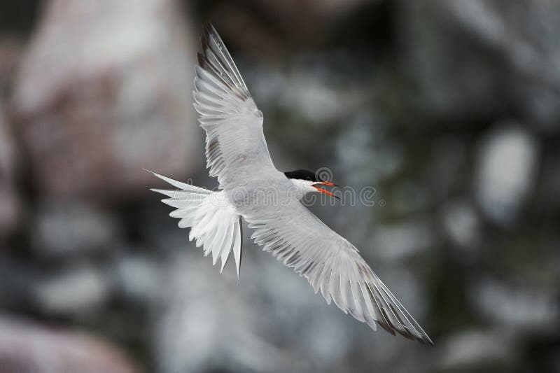 Common tern in flight. stock photo. Image of beauty, bright - 18470554