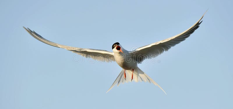 Common tern in flight stock image. Image of horizontal - 61782373