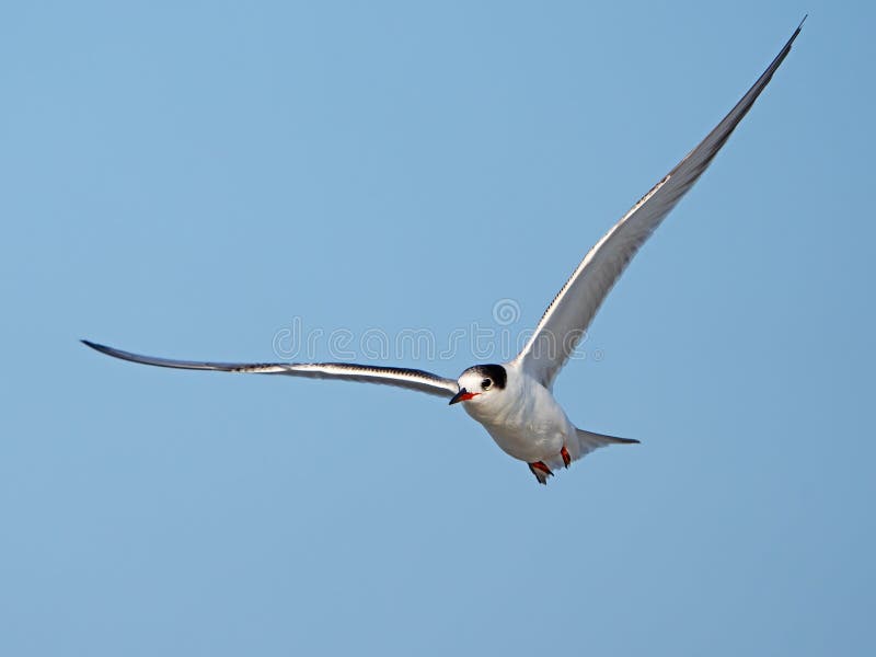 Common Tern in Flight Against Blue Sky Stock Image - Image of flight ...