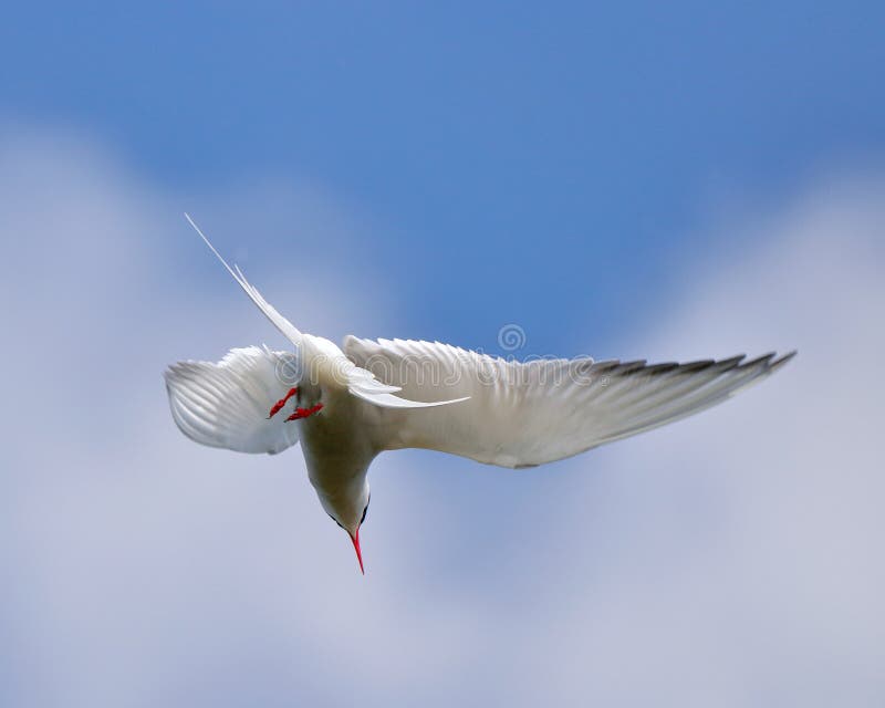 Common Tern in Flight Against a Blue Sky Stock Image - Image of feather ...