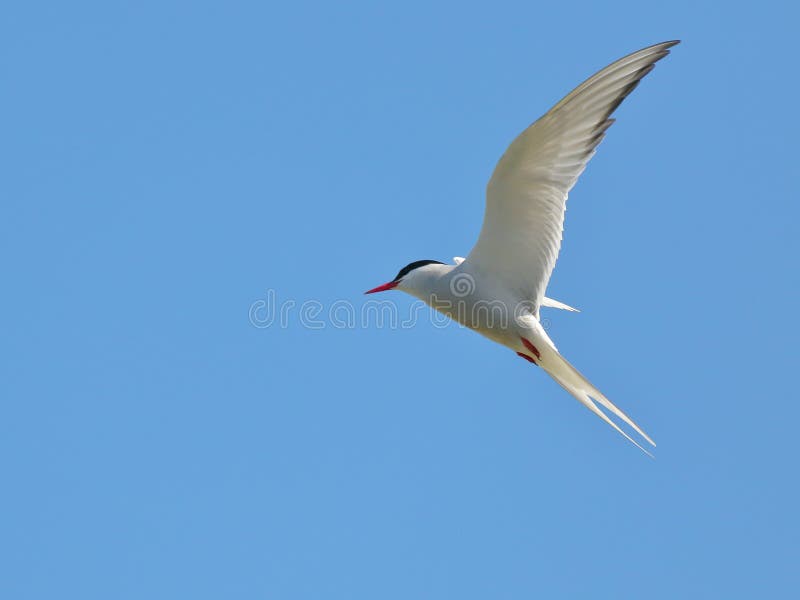 Common Tern in Flight Against a Blue Sky Stock Image - Image of gliding ...