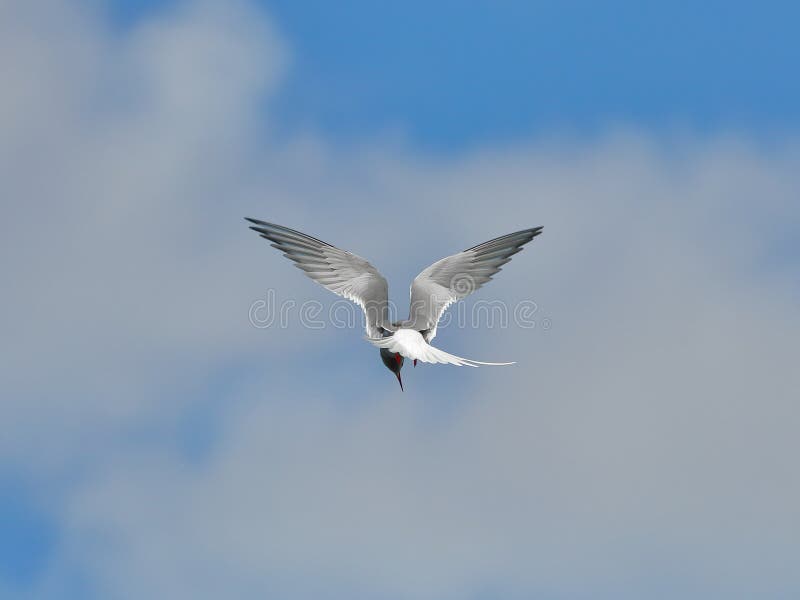 Common Tern in Flight Against a Blue Sky Stock Photo - Image of prey ...