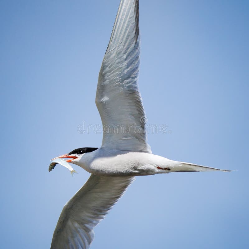 Common Tern in Flight while Carrying a Fish in Its Beak Stock Image ...
