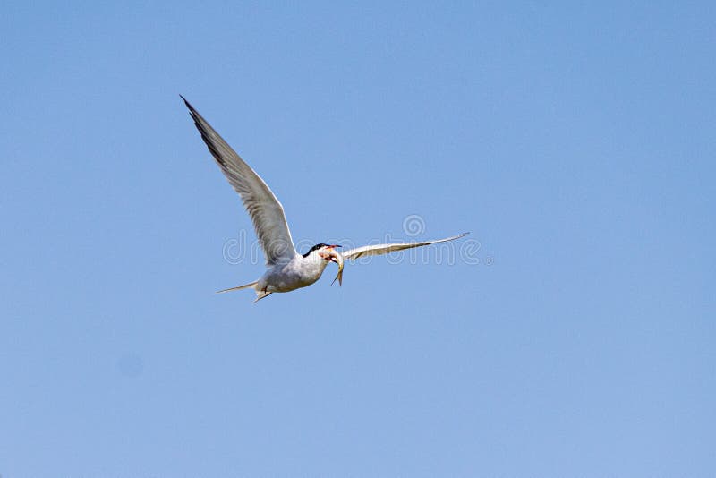 Common Tern in Flight with Caught Fish Stock Image - Image of ...