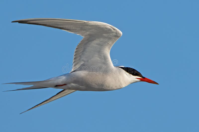 A Common Tern in Flight stock image. Image of common - 251837383