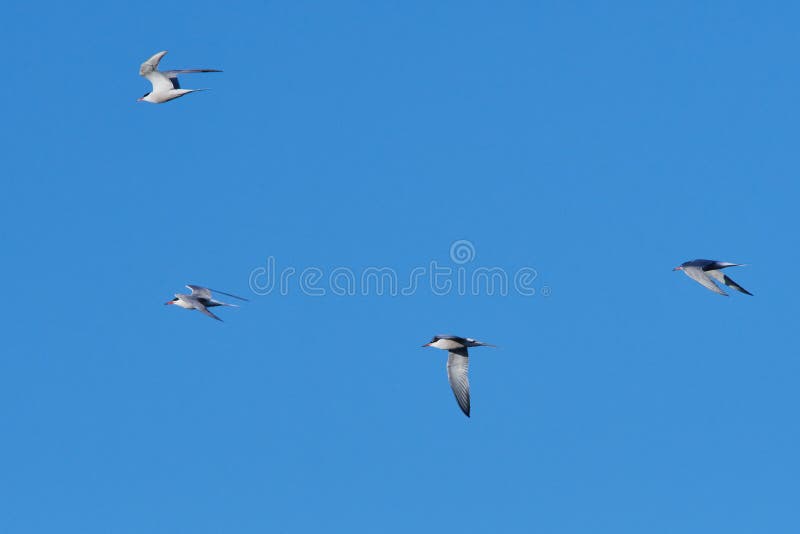 Common Tern in flight stock photo. Image of common, lusatia - 189332848