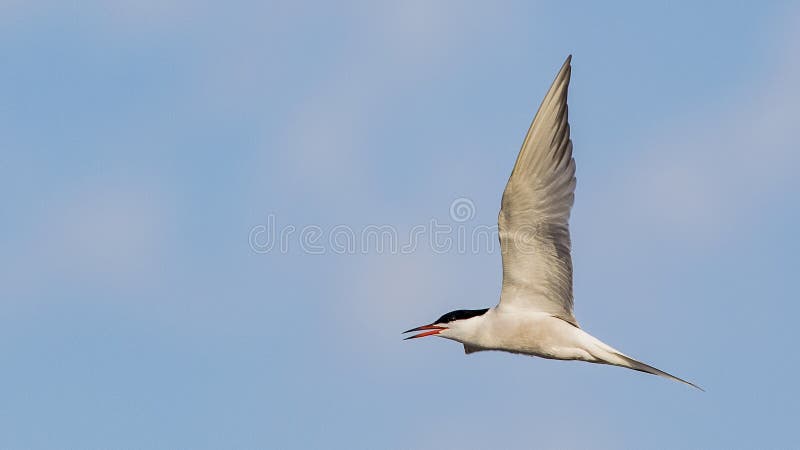 Common Tern in Flight stock photo. Image of bird, common - 148611662