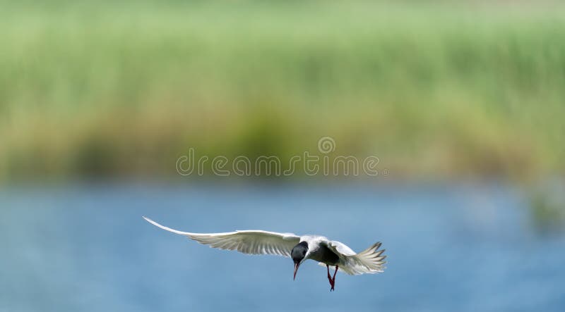 Common Tern in Flight with Extended Wings Stock Photo - Image of ...