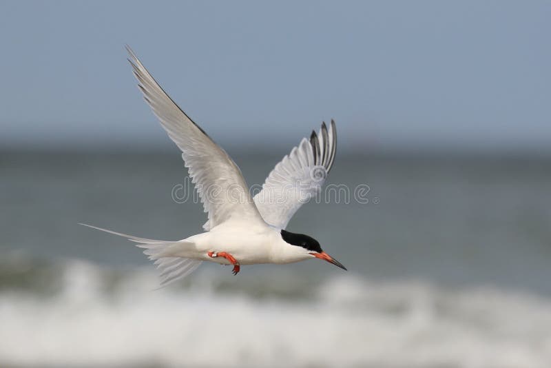 Common Tern in Flight Over the Ocean Stock Photo - Image of hirundo ...