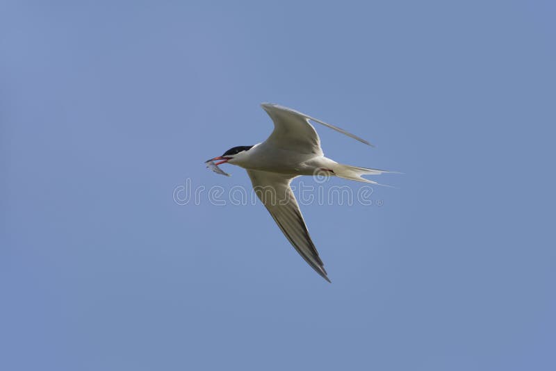 Common Tern in flight stock image. Image of trophy, bird - 82887899