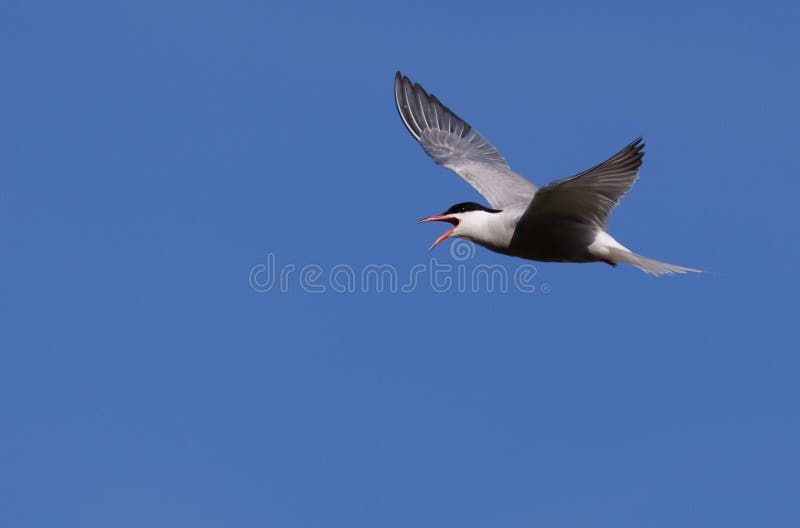 Common Tern flying stock photo. Image of fish, seabird - 24823222