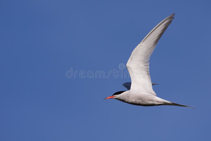 Common Tern flying stock photo. Image of river, ornithology - 24823224