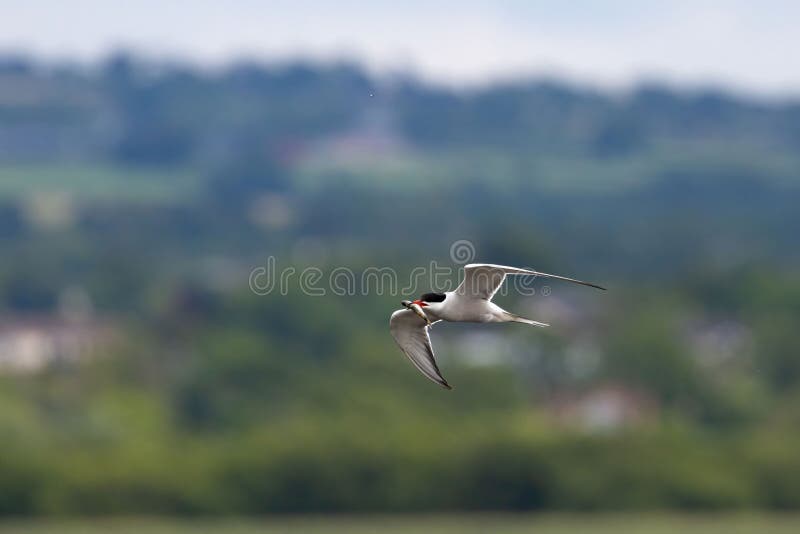 Common Tern Flying in the Air with a Fish in Its Beak Stock Image ...