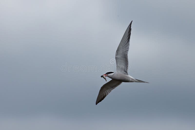 Common Tern Flying in the Air with a Fish in Its Beak Stock Image ...