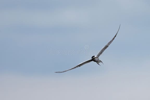 Common Tern Flying in the Air with a Fish in Its Beak Stock Photo ...