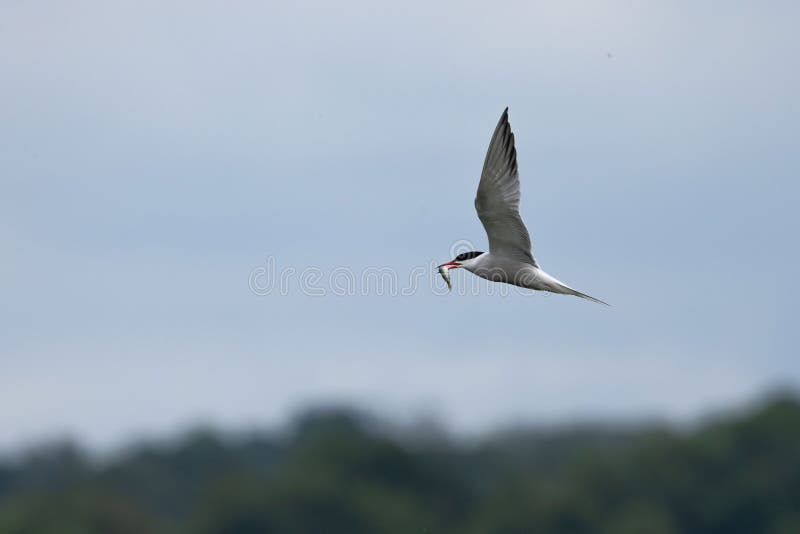 Common Tern Flying in the Air with a Fish in Its Beak Stock Photo ...