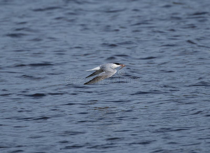 Common Tern Flying with Fish Stock Photo - Image of wildlife, kingdom ...