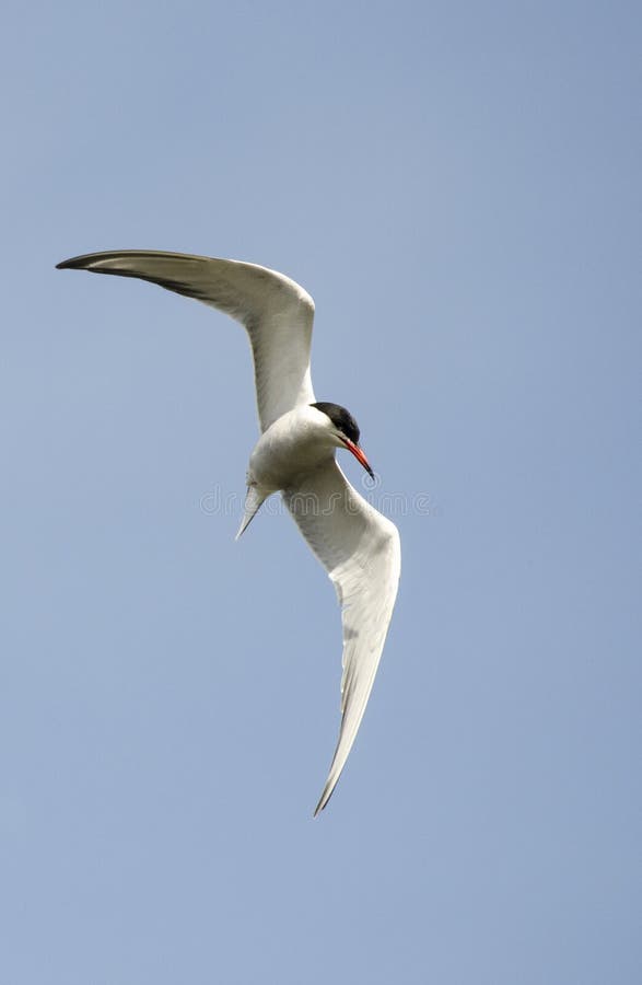 Common Tern flying stock photo. Image of tern, wings - 92893906