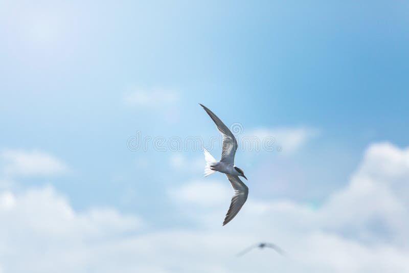 Common tern in flight stock photo. Image of migratory - 100529194