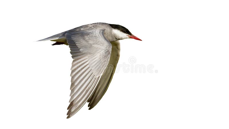Common Tern Flying in the Sky Cut Out on Blank from Side. Stock Image ...